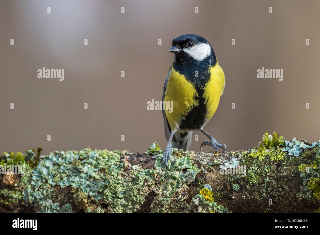 Adult parus major hi-res stock photography and images - Alamy
