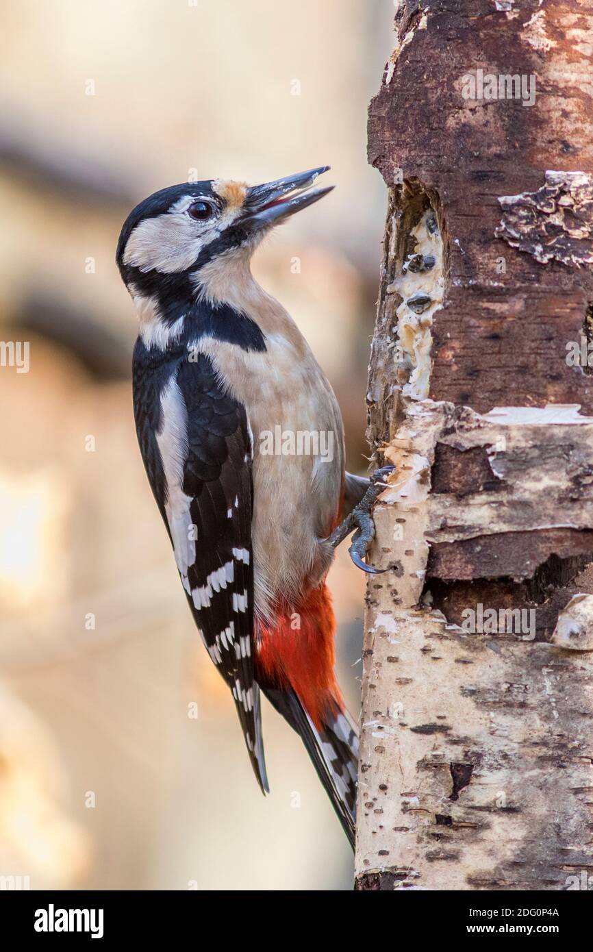 Buntspecht (Dendrocopos major) Weibchen Stock Photo - Alamy