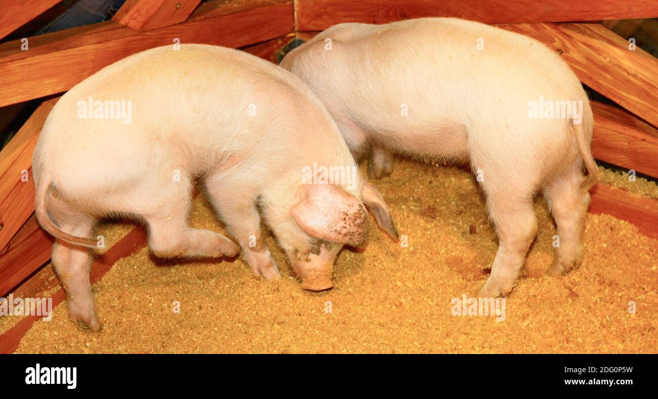 Two pigs in pigpen. Side view. Full Stock Photo - Alamy