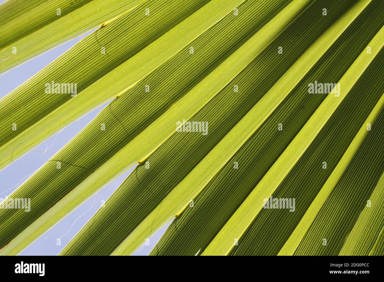 Palm leaf green detail hi-res stock photography and images - Alamy