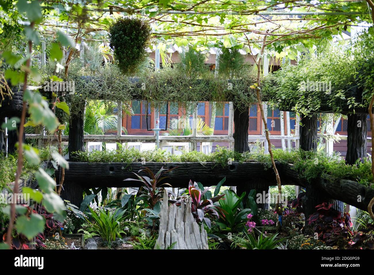 flower plant tree growing decorating in wooden gazebo pergola in garden ...