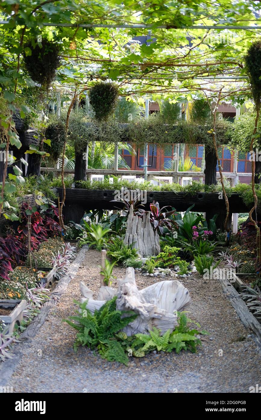 flower plant tree growing decorating in wooden gazebo pergola in garden ...