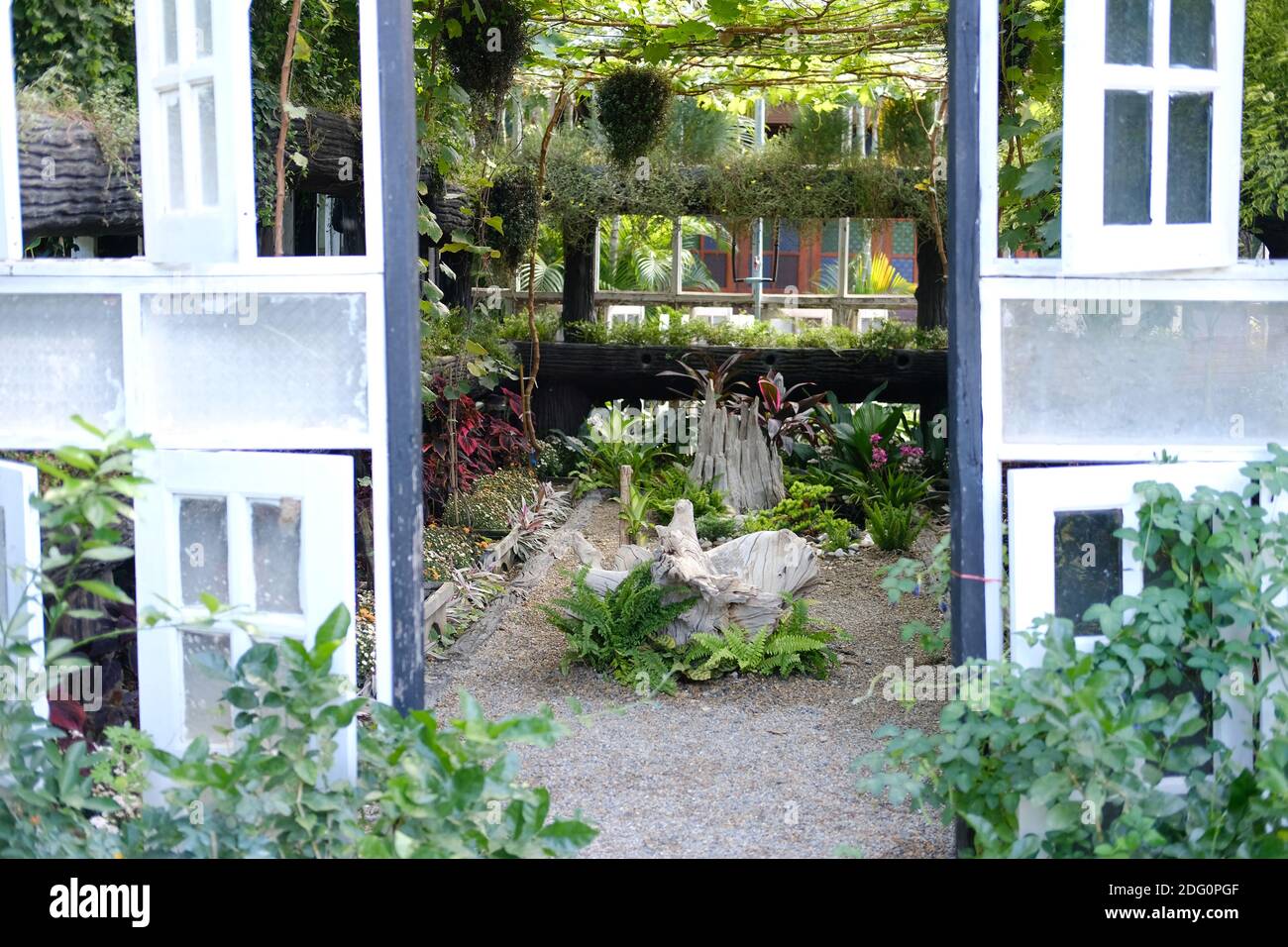 flower plant tree growing decorating in wooden gazebo pergola in garden ...