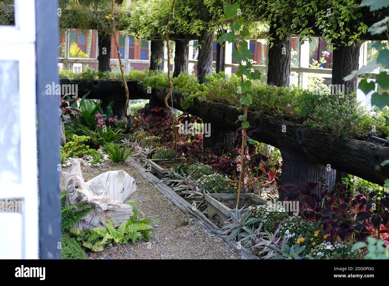 flower plant tree growing decorating in wooden gazebo pergola in garden ...