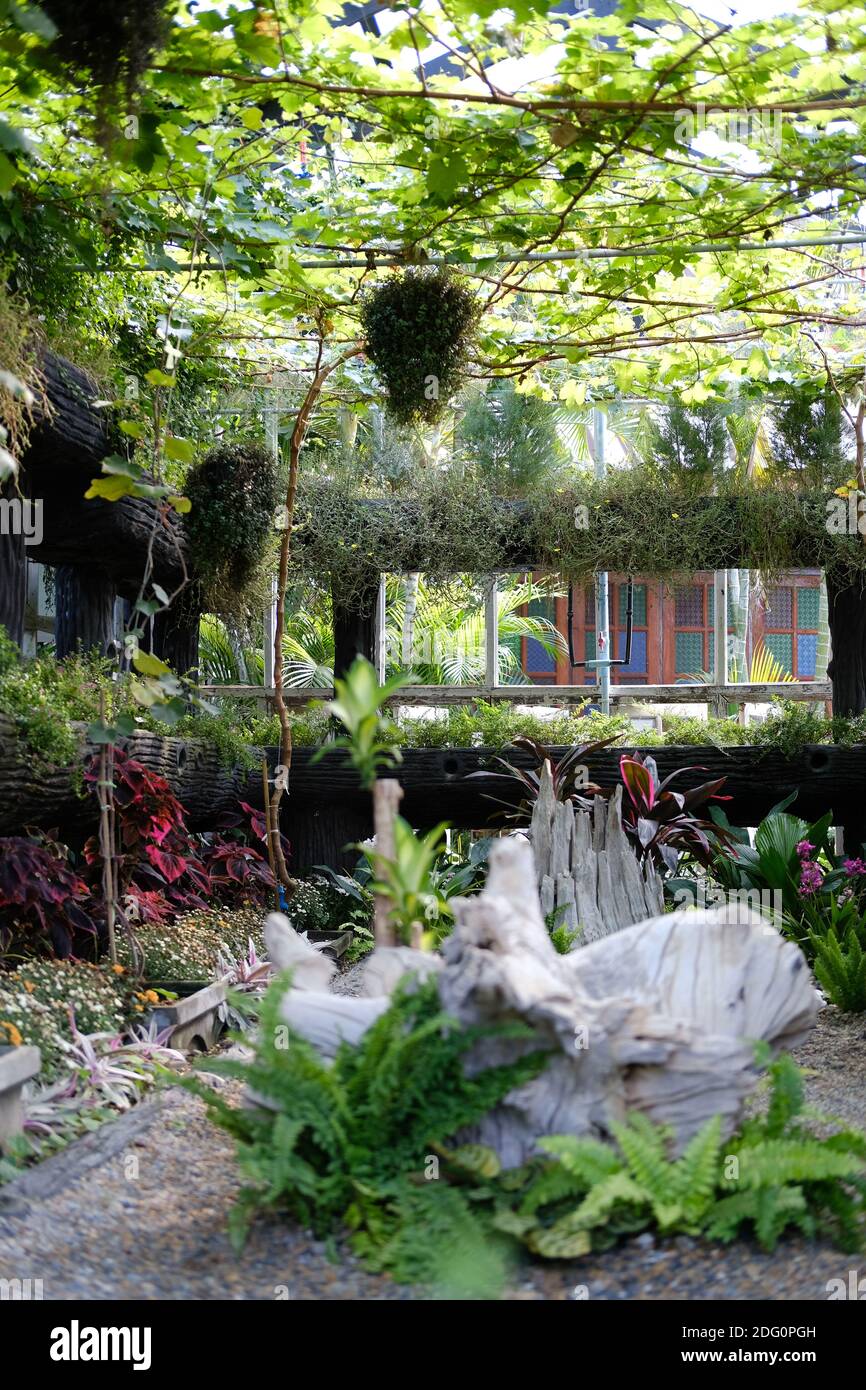 flower plant tree growing decorating in wooden gazebo pergola in garden ...