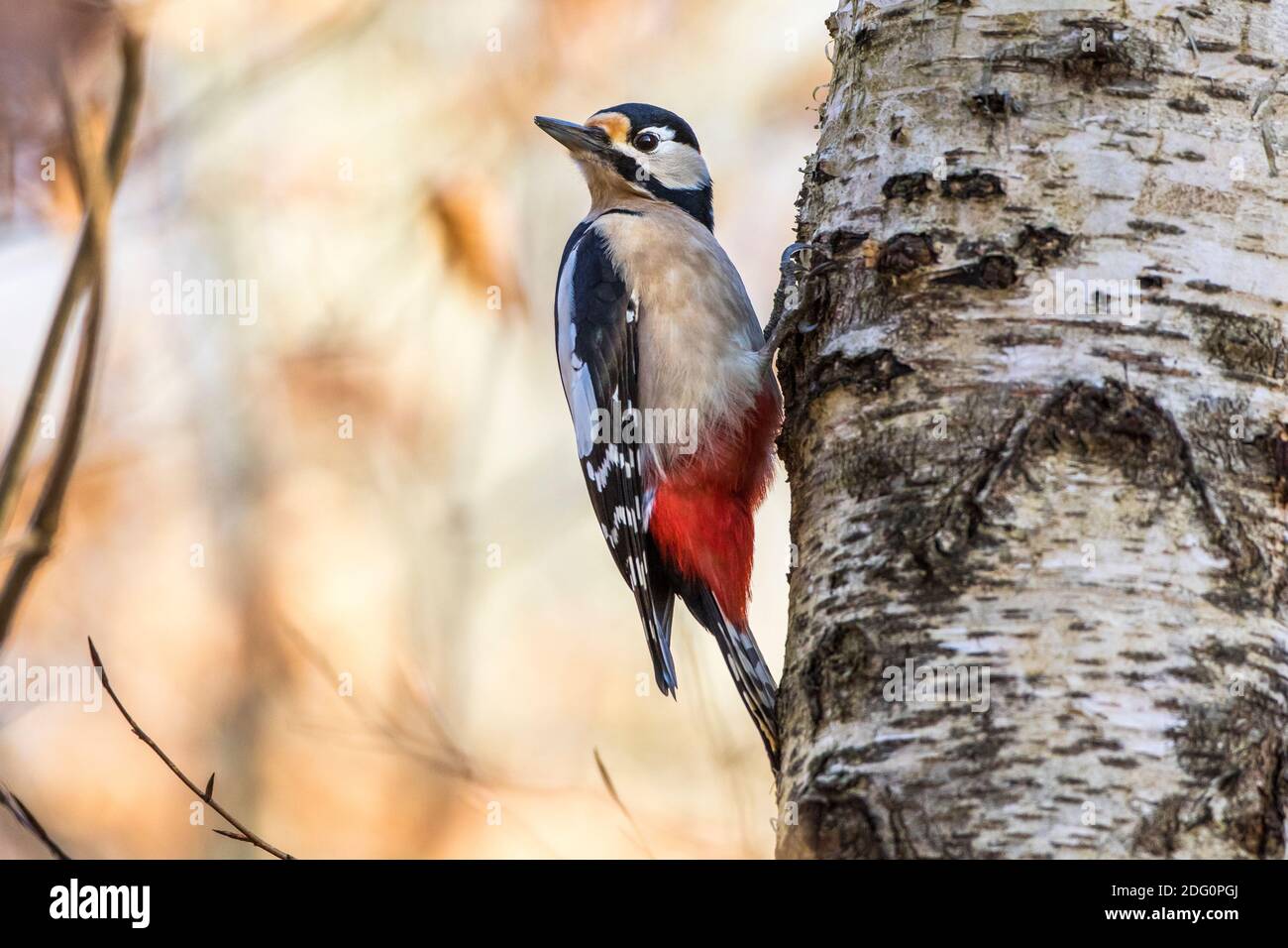 Buntspecht (Dendrocopos major) Männchen Stock Photo - Alamy