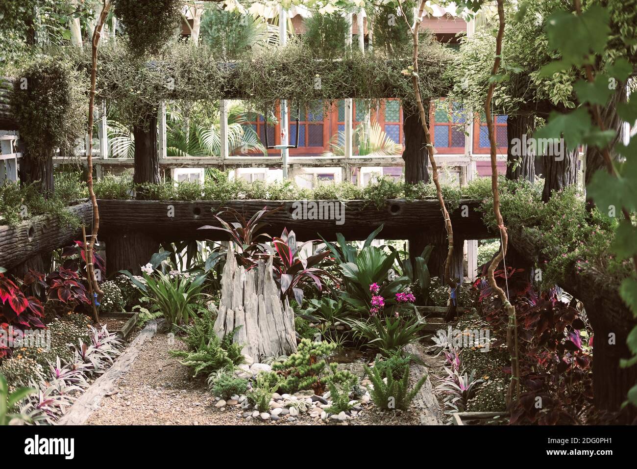 flower plant tree growing decorating in wooden gazebo pergola in garden ...