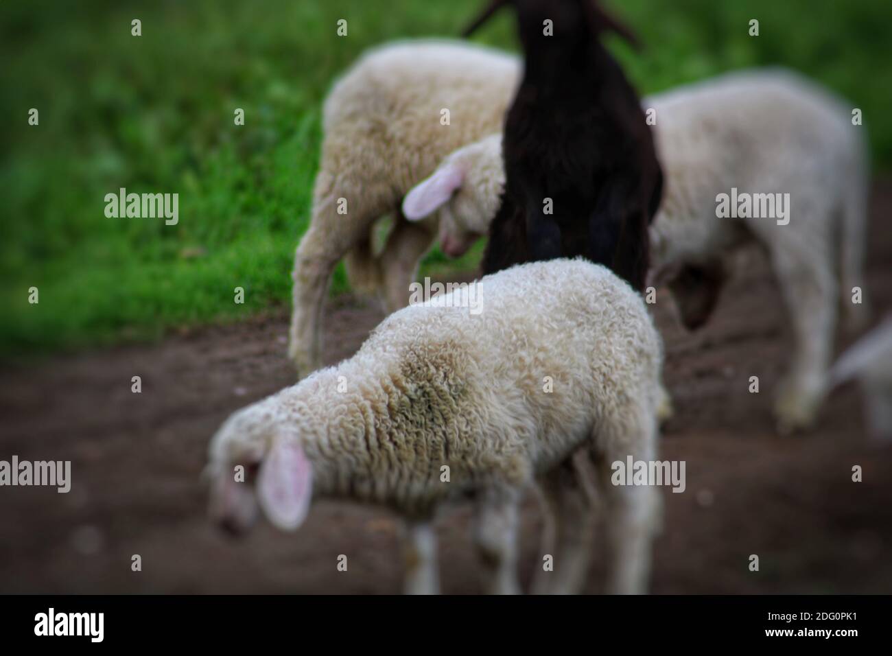 Sheep grass rome hi-res stock photography and images - Alamy