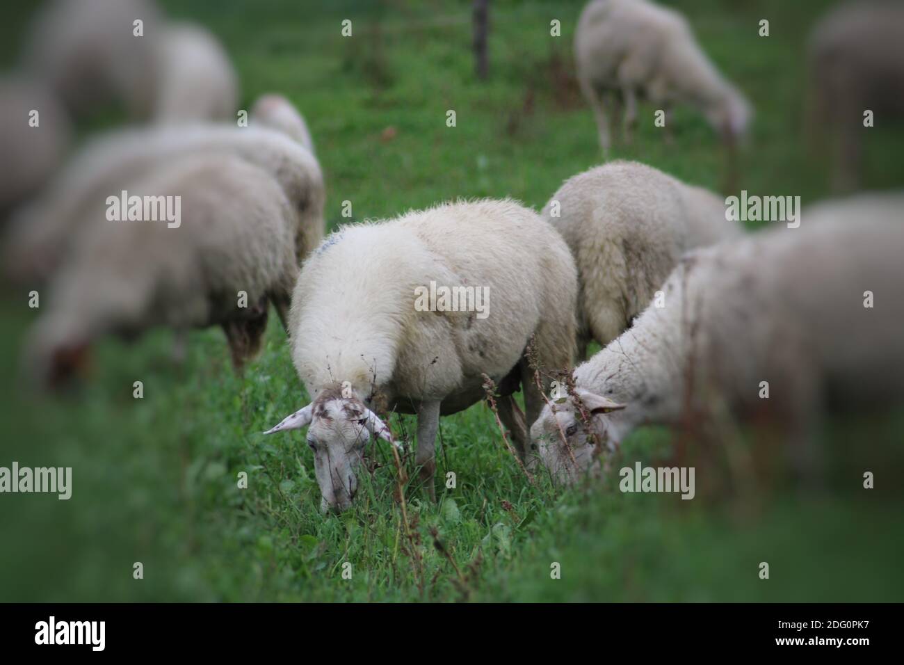 Sheep grass rome hi-res stock photography and images - Alamy