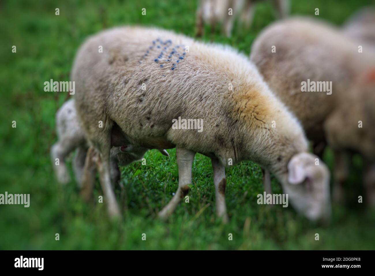 Sheep grass rome hi-res stock photography and images - Alamy