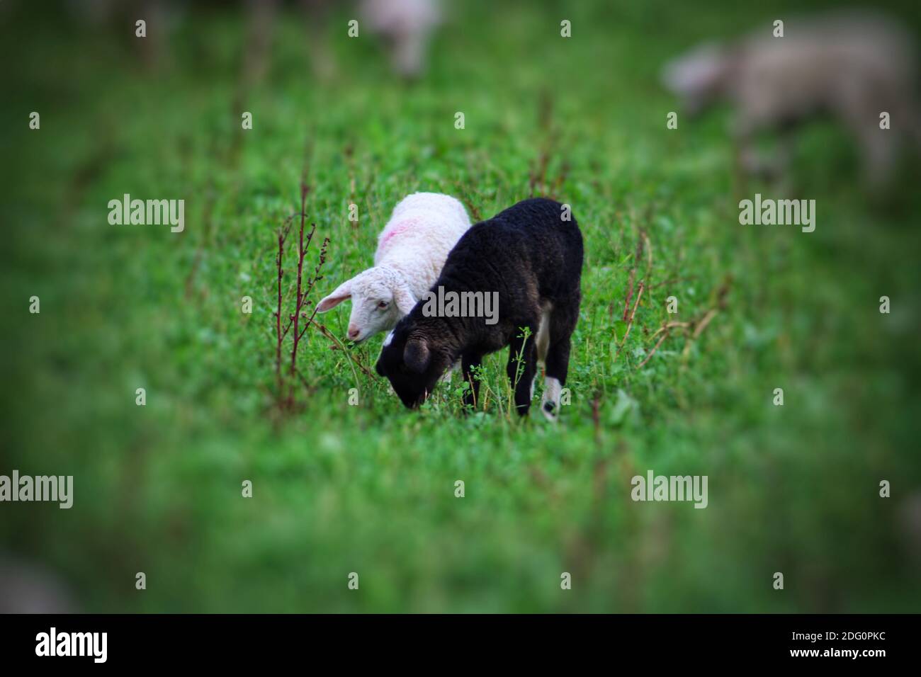 Sheep grass rome hi-res stock photography and images - Alamy
