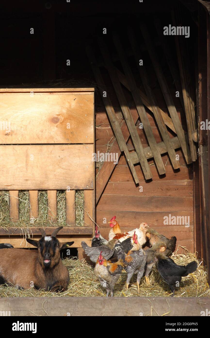Happy farm animals Stock Photo - Alamy