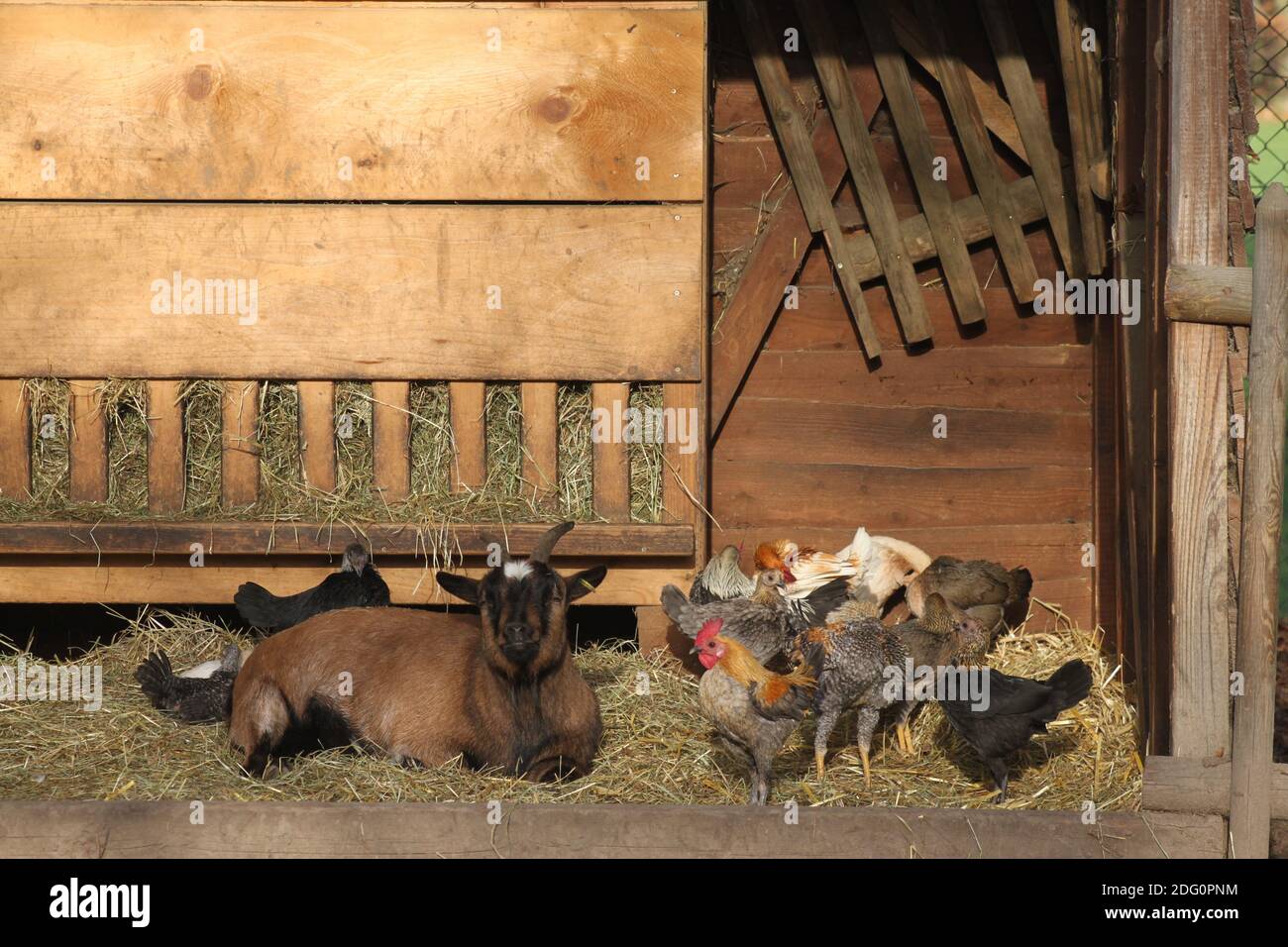 Happy farm animals Stock Photo - Alamy