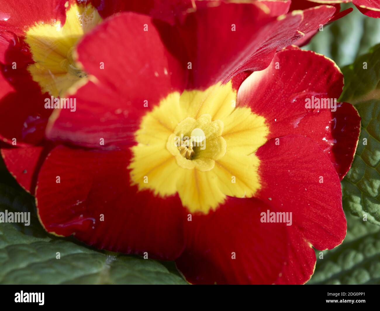 Primel hi-res stock photography and images - Alamy