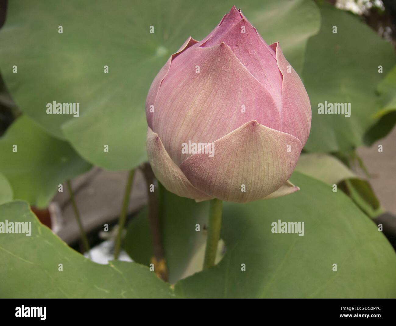 Single lotus bud green leaf hi-res stock photography and images - Alamy