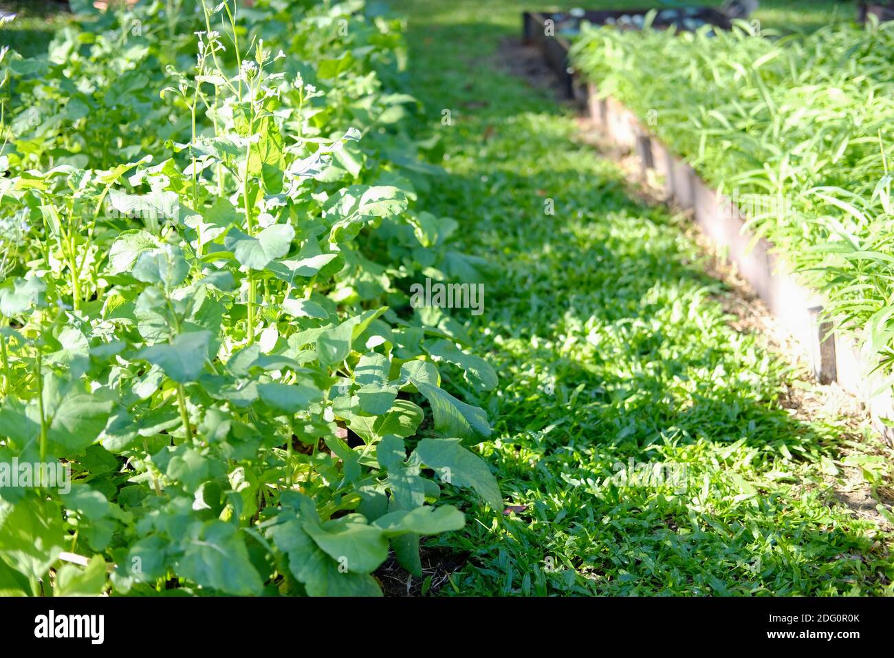 Rat-tailed Radish vegetable plant growing in farm Stock Photo - Alamy