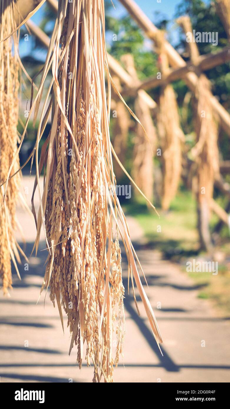 dried paddy rice hanging on bamboo arch Stock Photo - Alamy