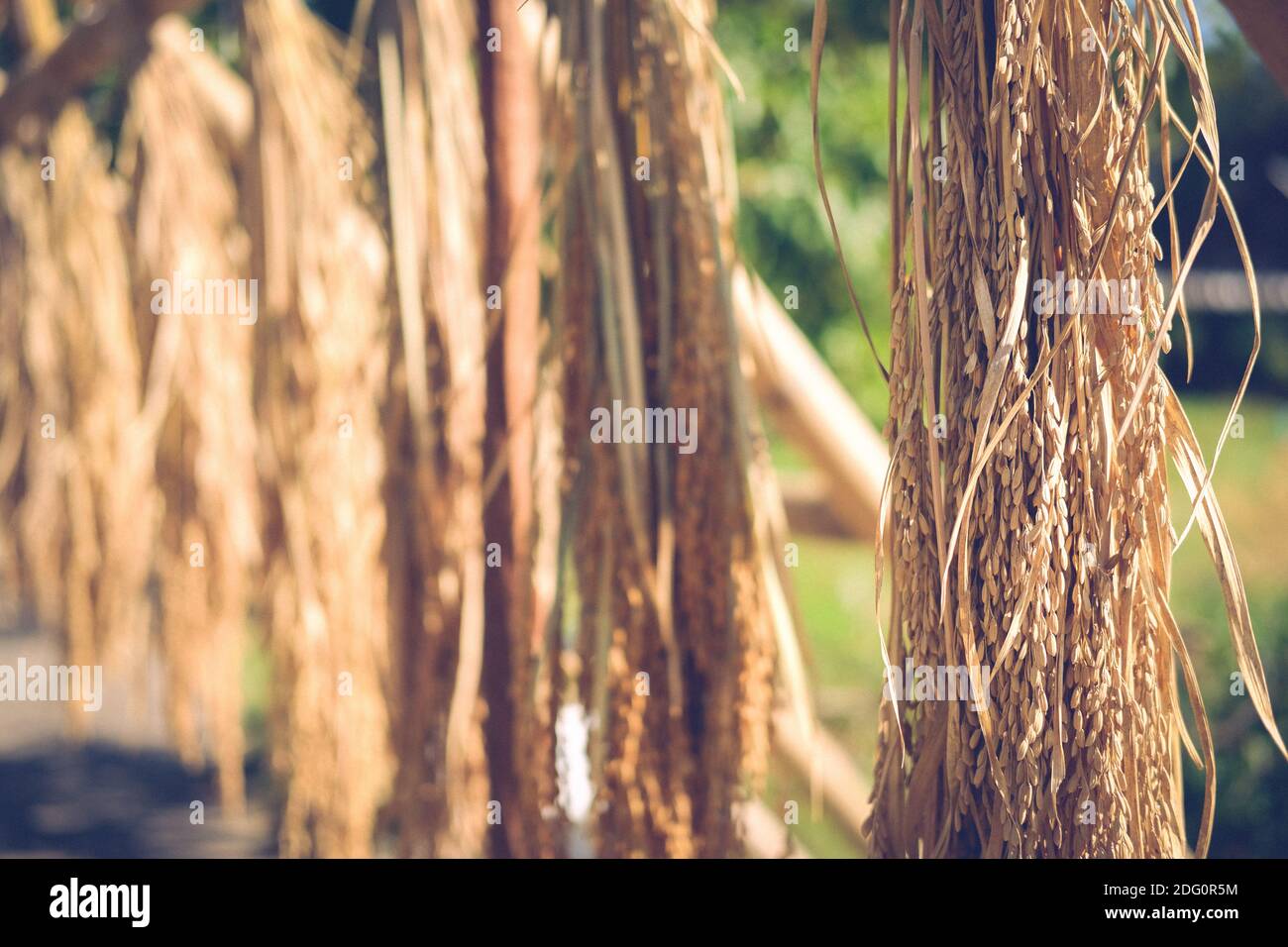 dried paddy rice hanging on bamboo arch Stock Photo - Alamy