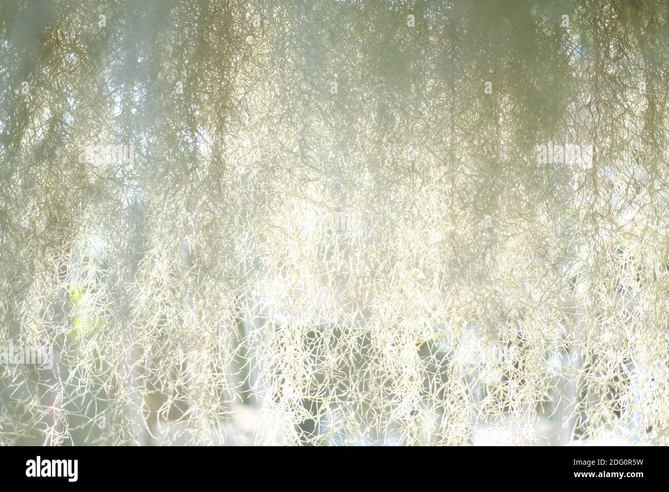 Spanish moss plant growing decorating in garden. nature background ...