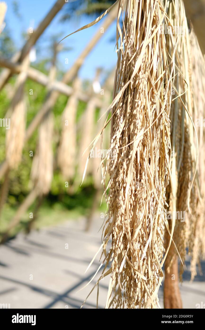 dried paddy rice hanging on bamboo arch Stock Photo - Alamy