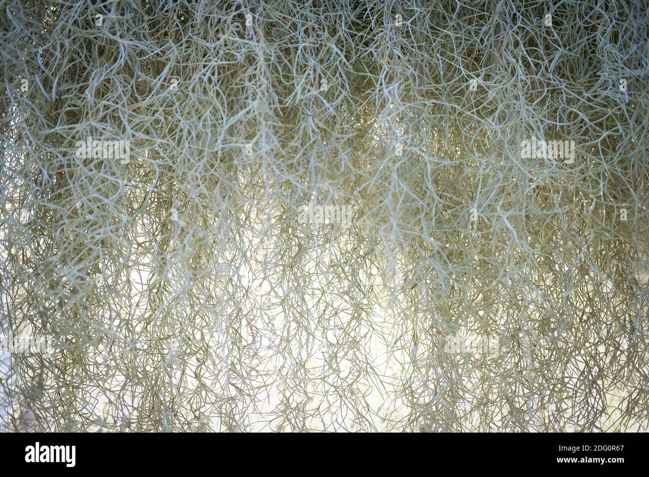 Spanish moss plant growing decorating in garden. nature background ...