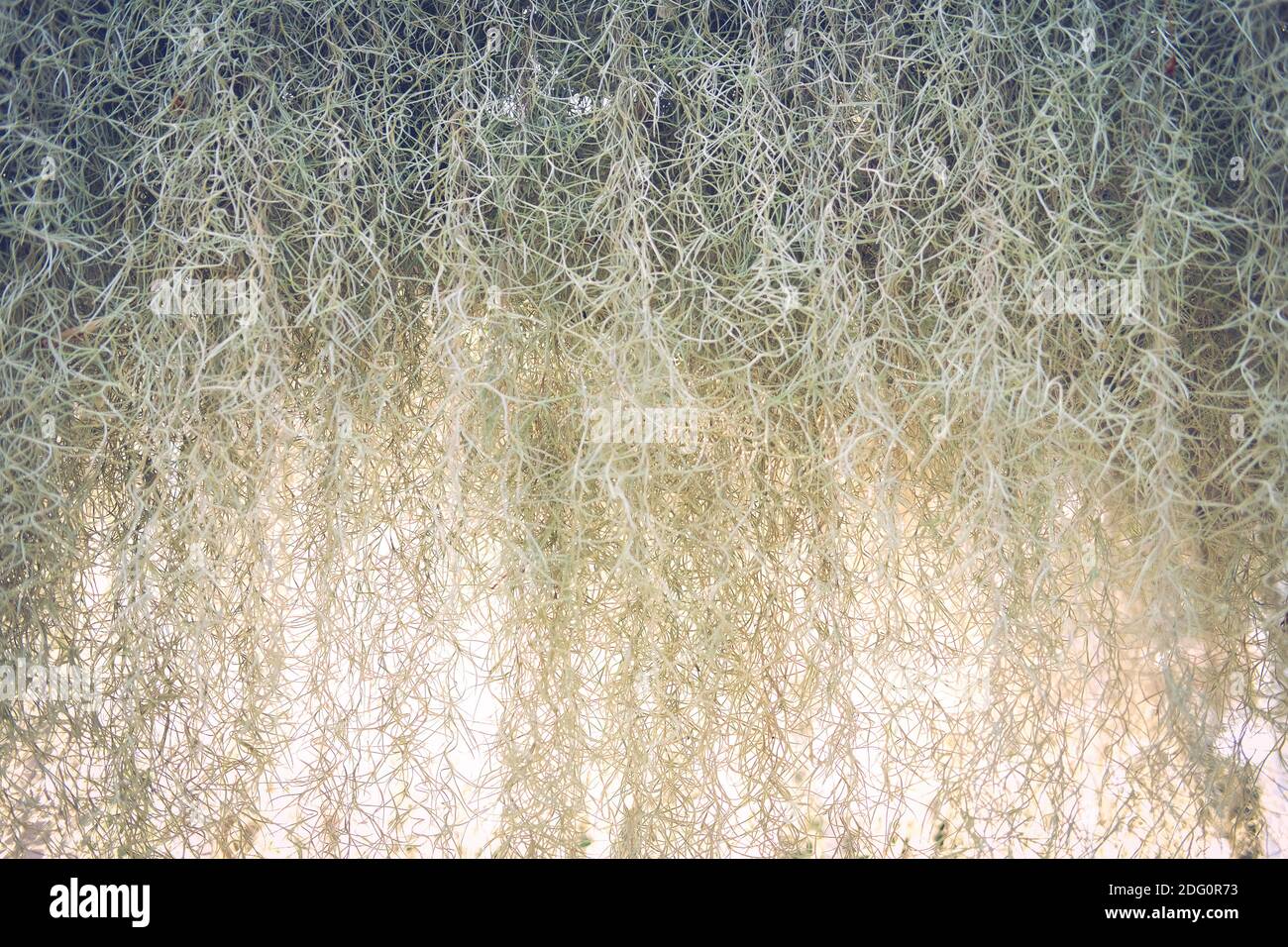 Spanish moss plant growing decorating in garden. nature background ...