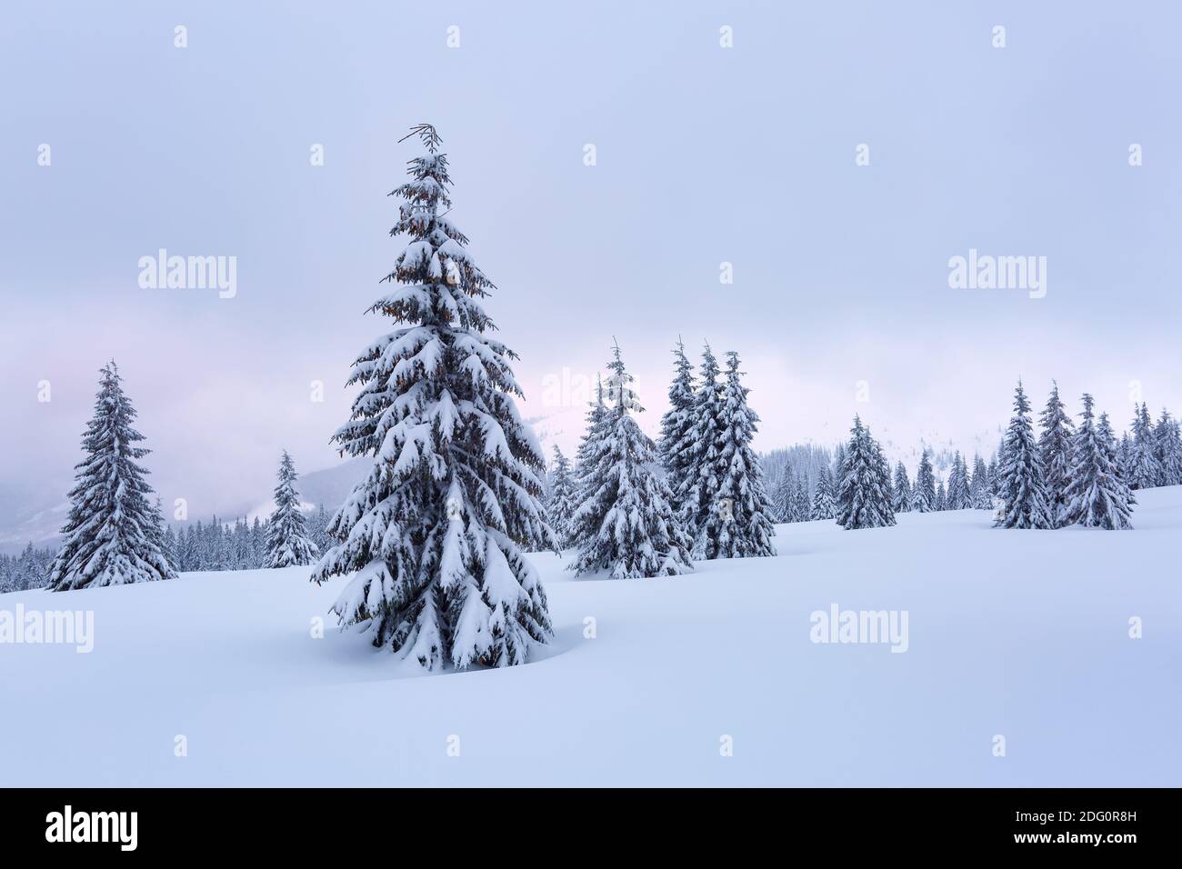 Beautiful landscape on the cold winter day. High mountain. Pine trees ...