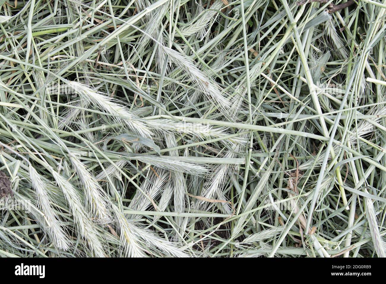 Grayish hi-res stock photography and images - Alamy