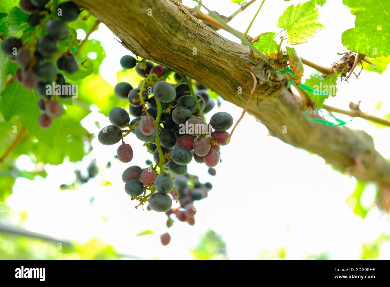 growing grape fruit plant tree in vineyard farm. viticulture orchard ...