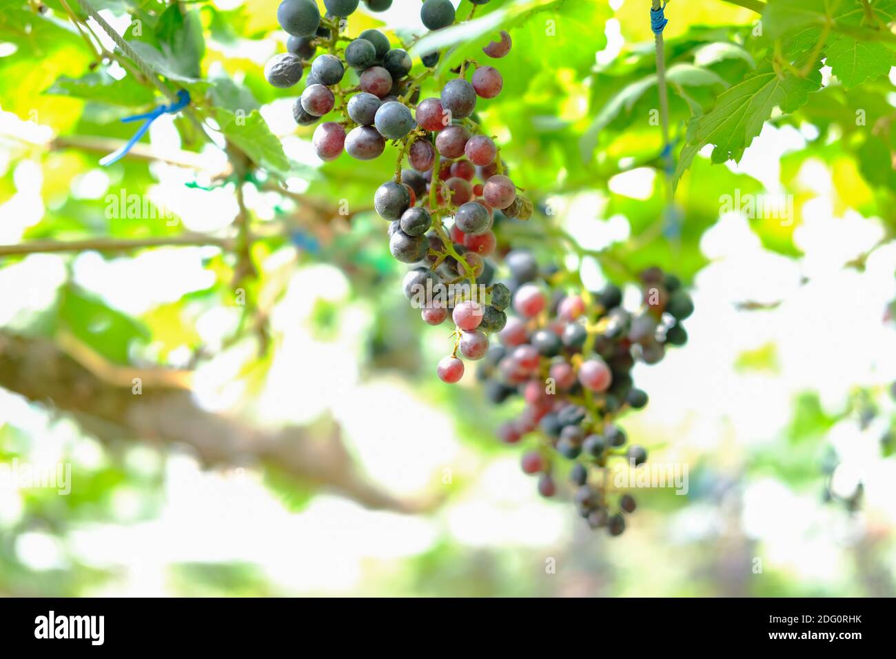 growing grape fruit plant tree in vineyard farm. viticulture orchard ...