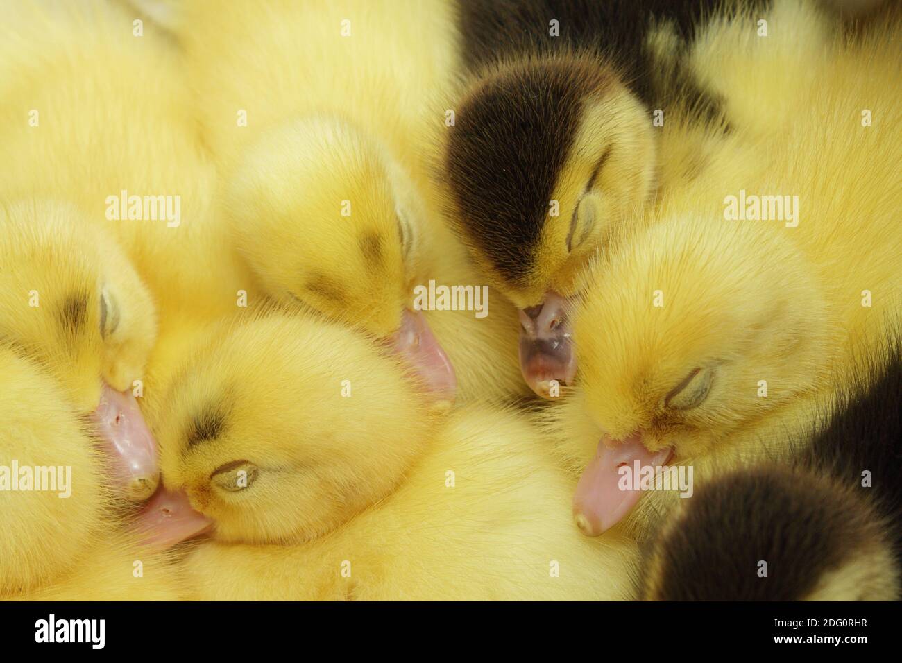 Grown Yellow Ducks