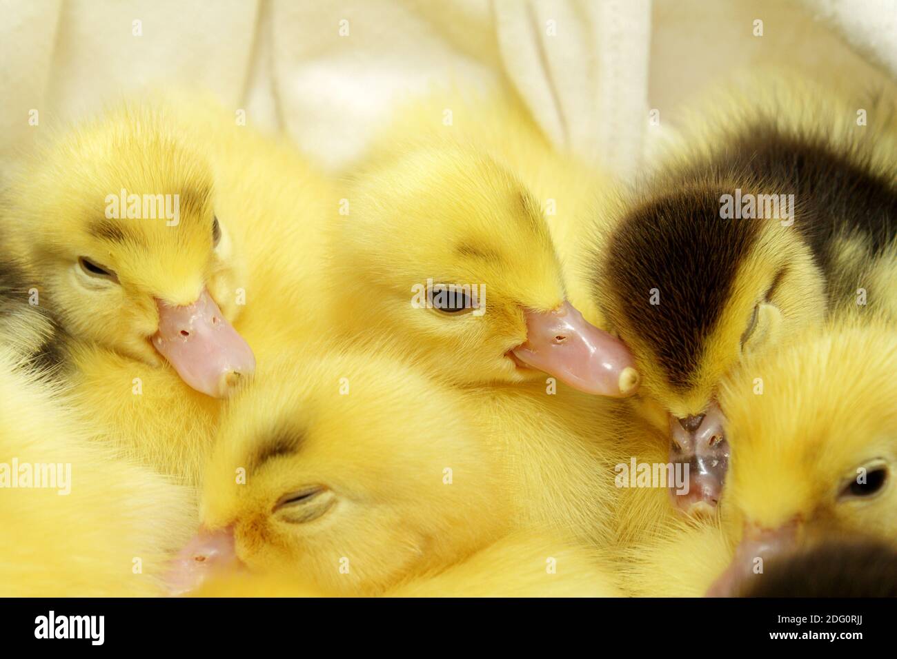 White duck sleep farm hi-res stock photography and images - Alamy