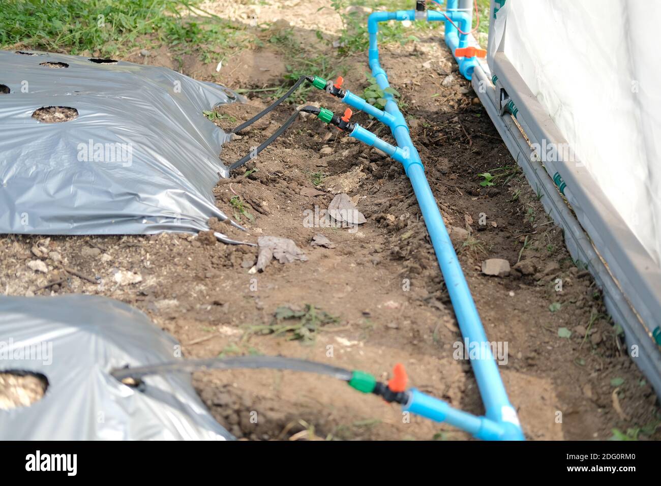 drip water irrigation system for growing plant in farmland Stock Photo ...