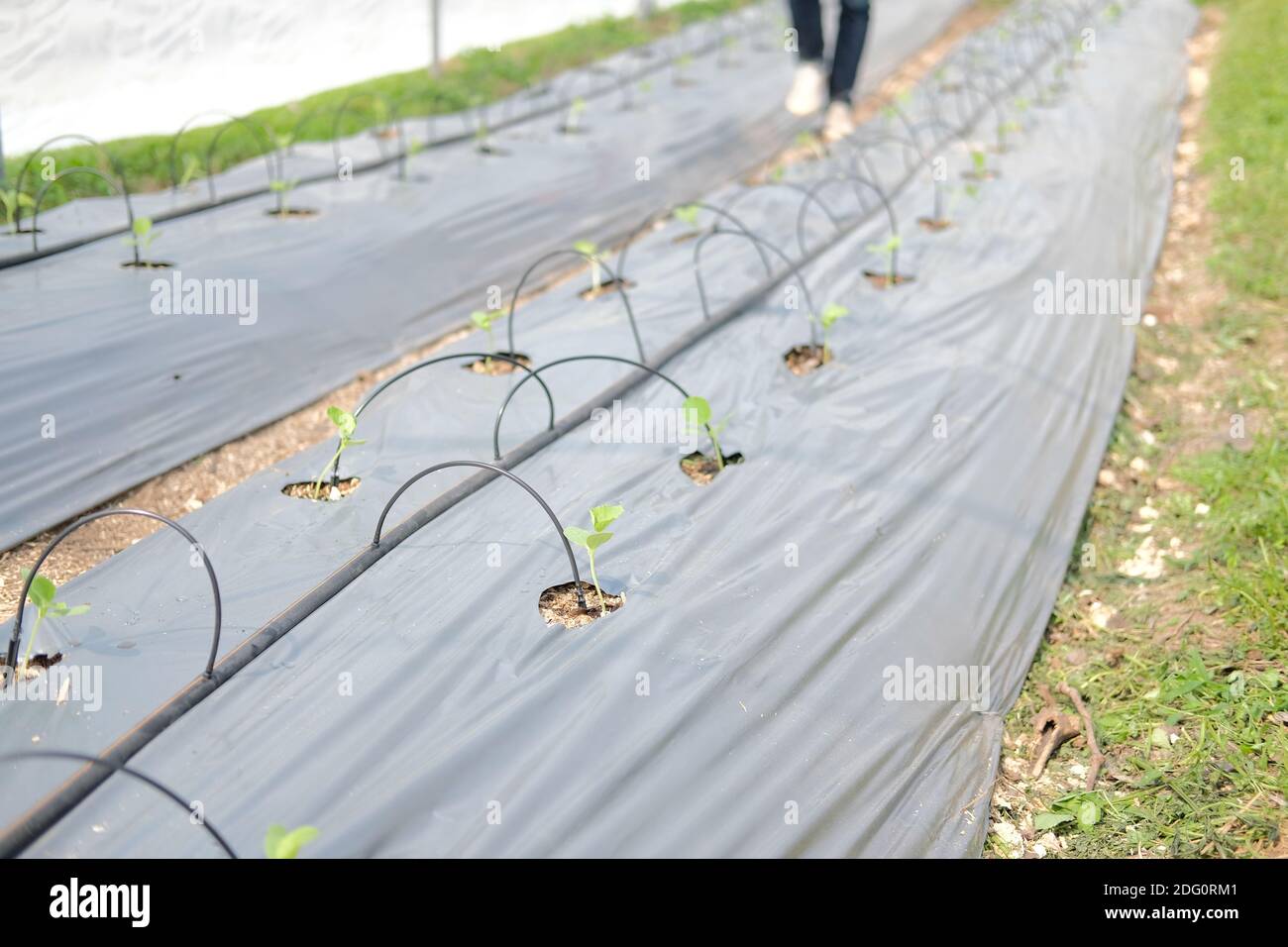 drip water irrigation system for growing melon plant in farmland Stock ...