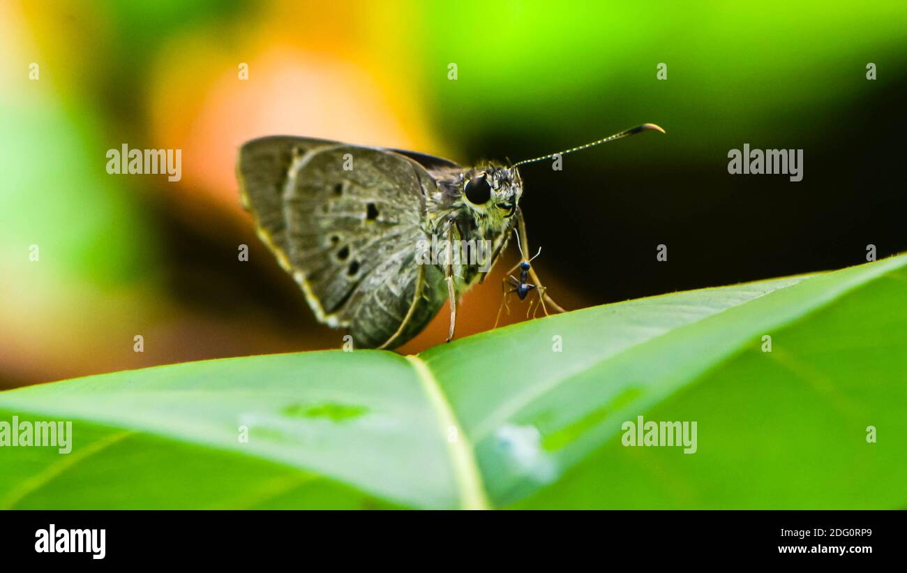 the encounter of a moth and an ant Stock Photo - Alamy