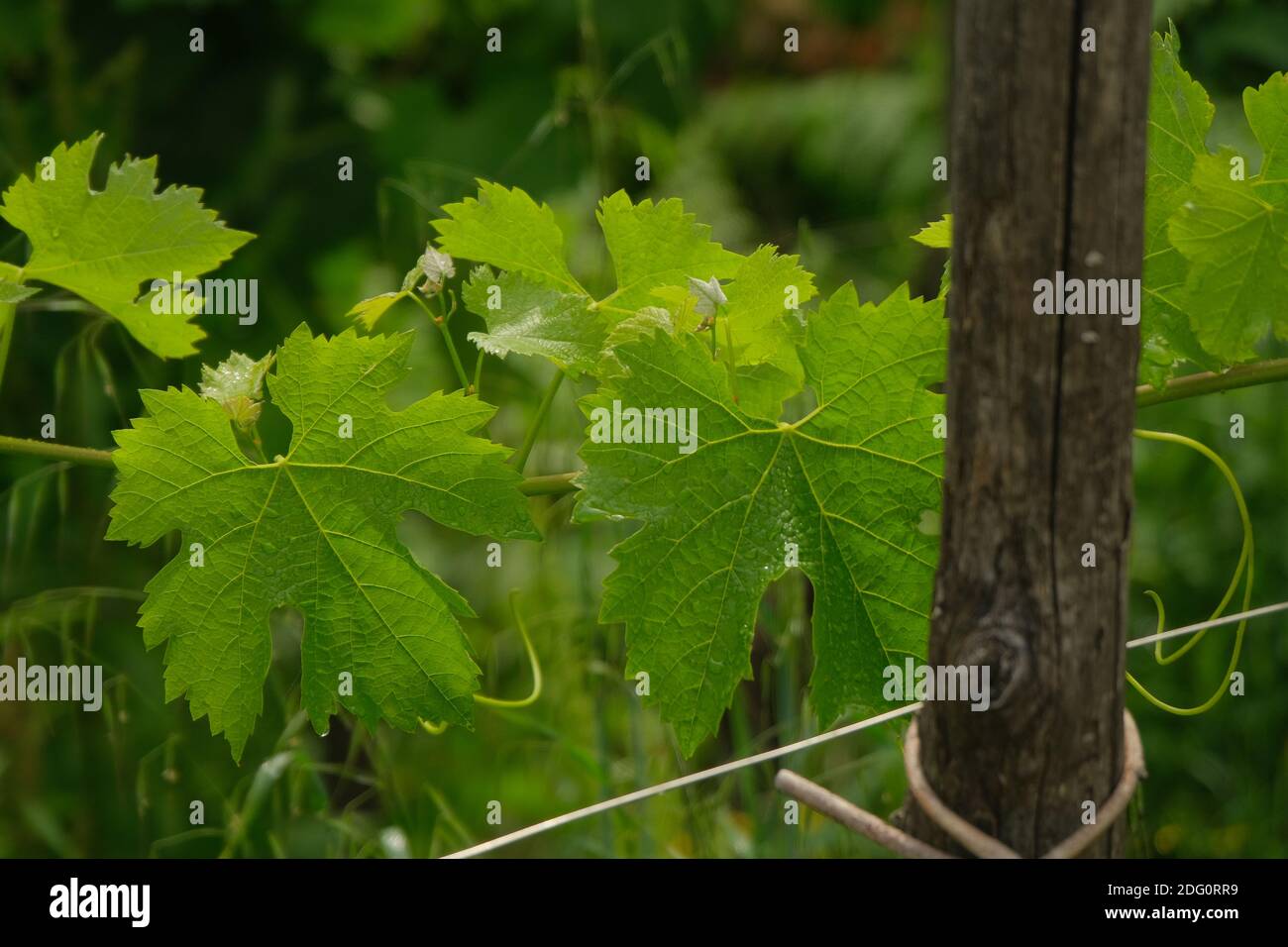 Vine tree branches hi-res stock photography and images - Alamy