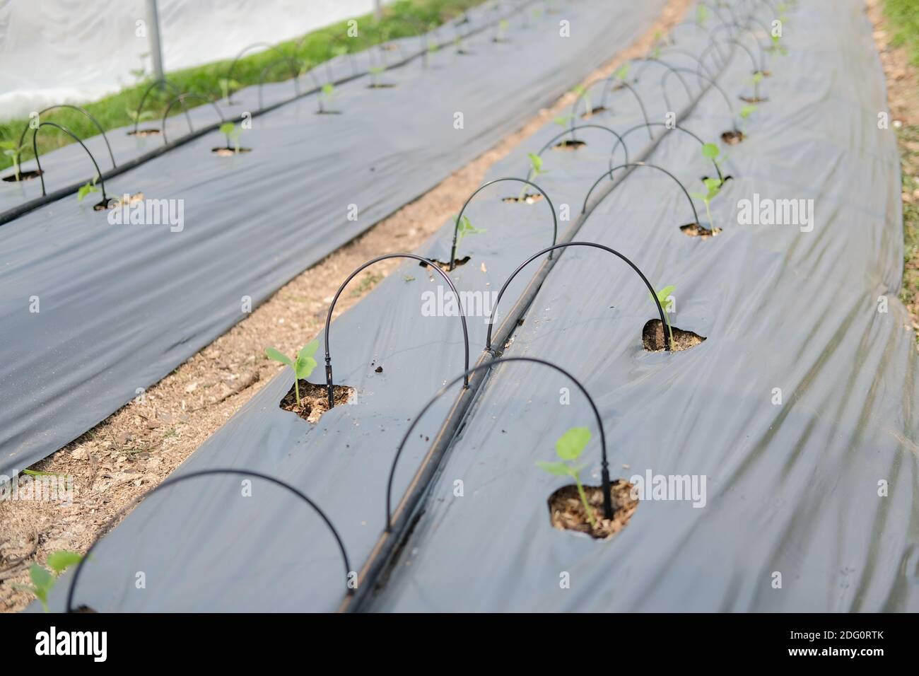 drip water irrigation system for growing melon plant in farmland Stock Photo - Alamy