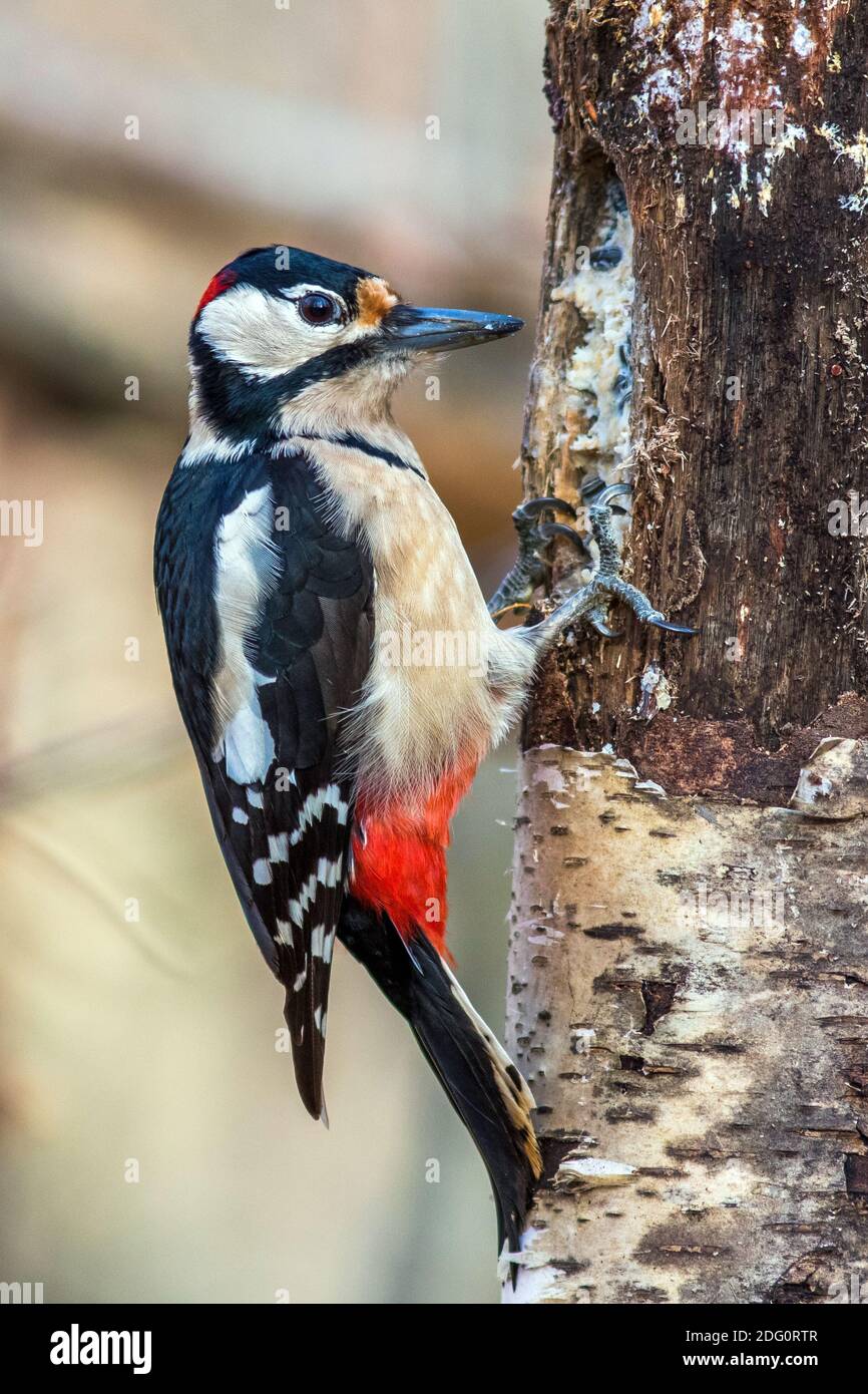 Buntspecht wald hi-res stock photography and images - Alamy