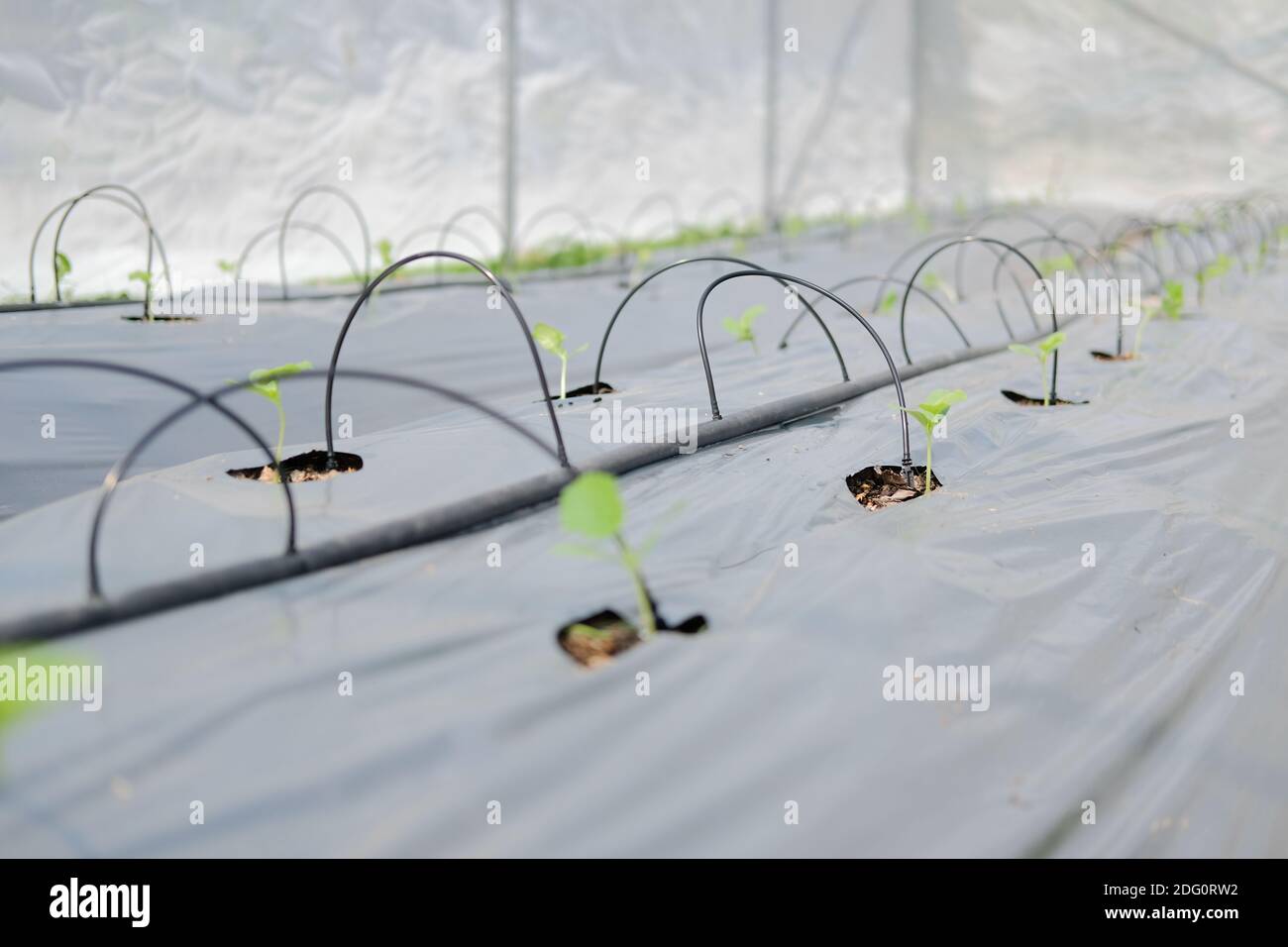 drip water irrigation system for growing melon plant in farmland Stock ...