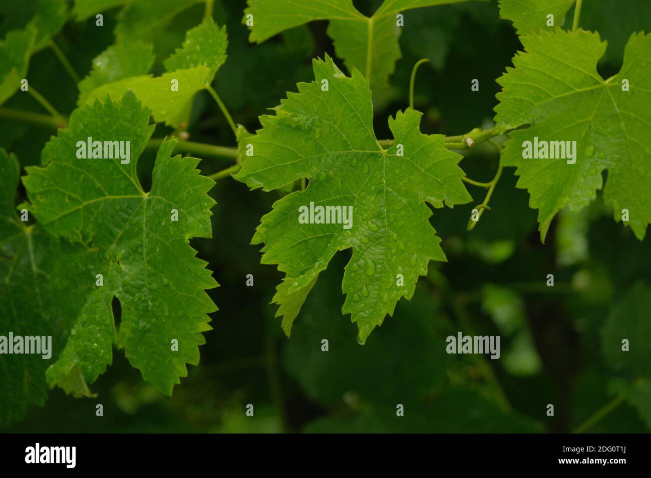 Vine tree branches hi-res stock photography and images - Alamy