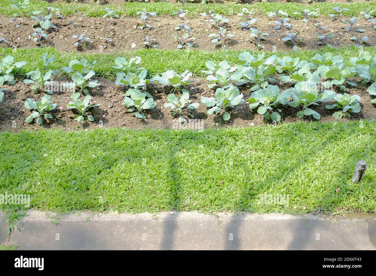 vegetable plant growing in garden farm Stock Photo - Alamy