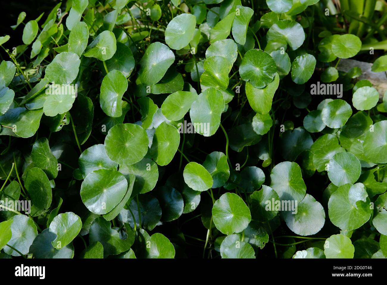 Water Pennywort plant leaves growing in water Stock Photo - Alamy