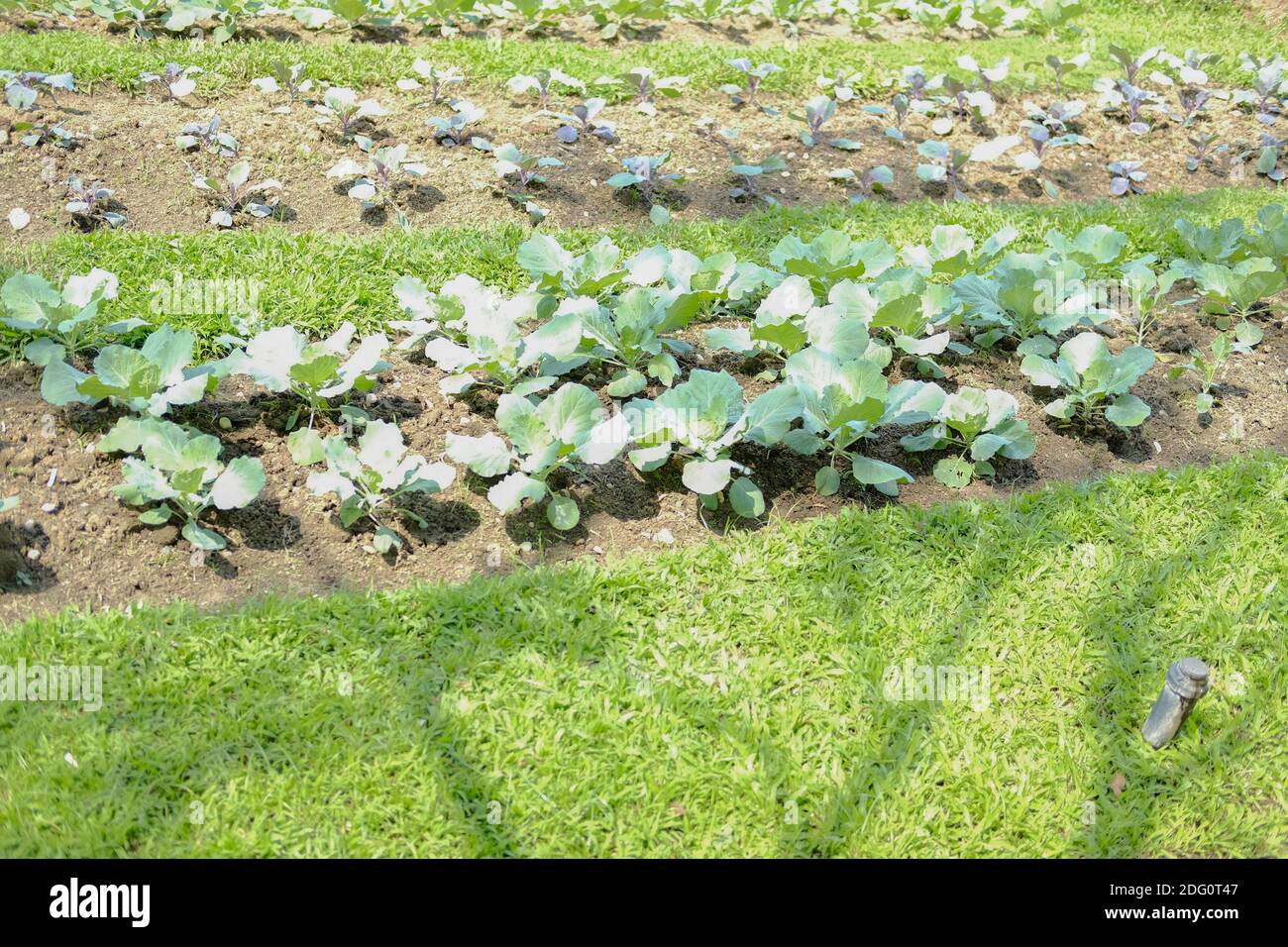 vegetable plant growing in garden farm Stock Photo - Alamy
