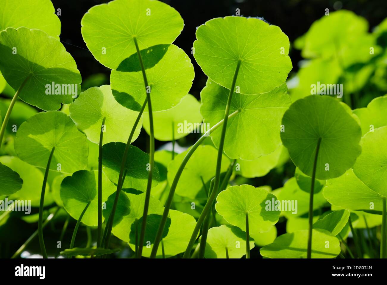 Water Pennywort plant leaves growing in water Stock Photo - Alamy