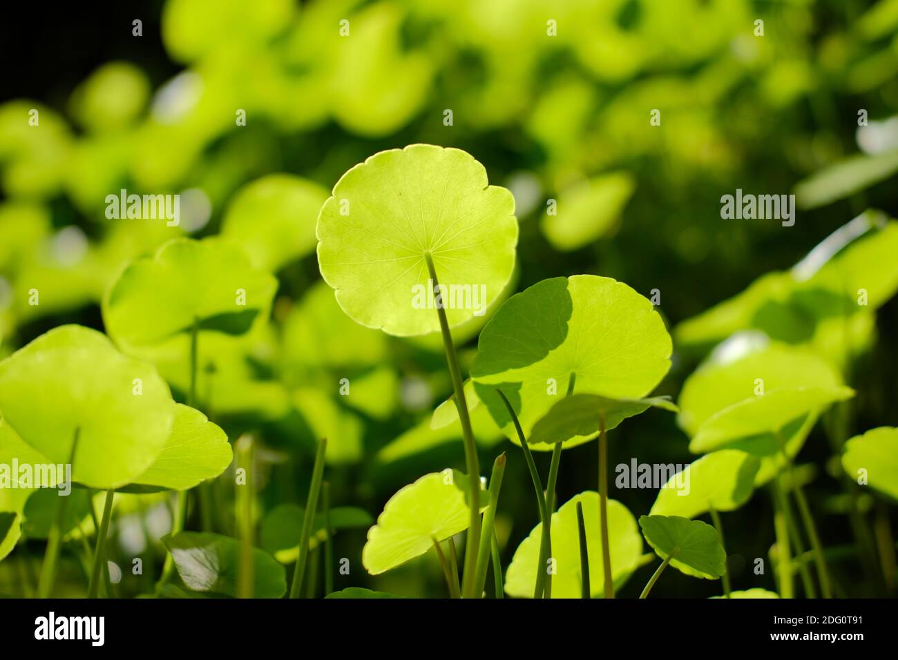Water Pennywort plant leaves growing in water Stock Photo - Alamy
