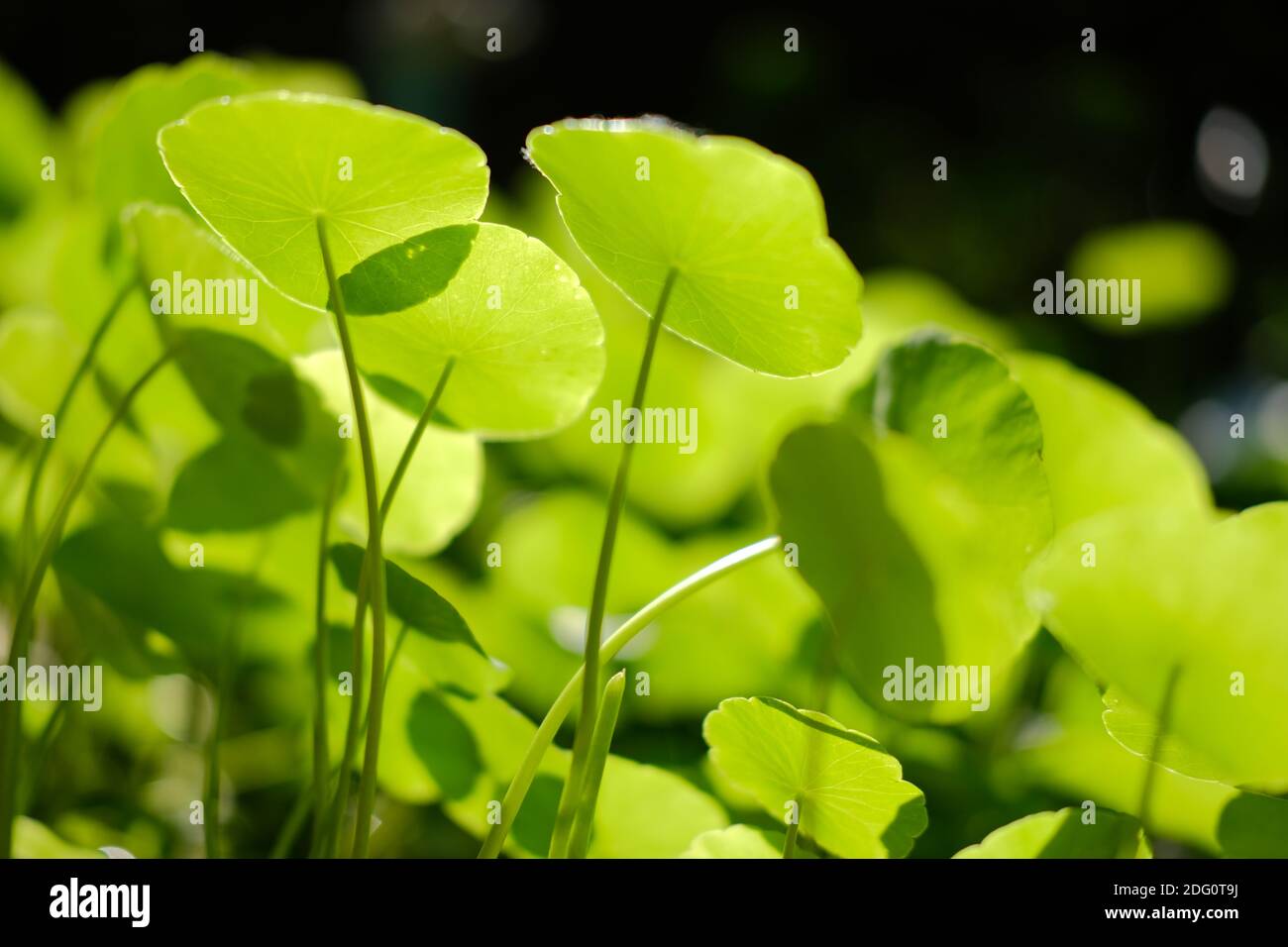 Water Pennywort plant leaves growing in water Stock Photo - Alamy