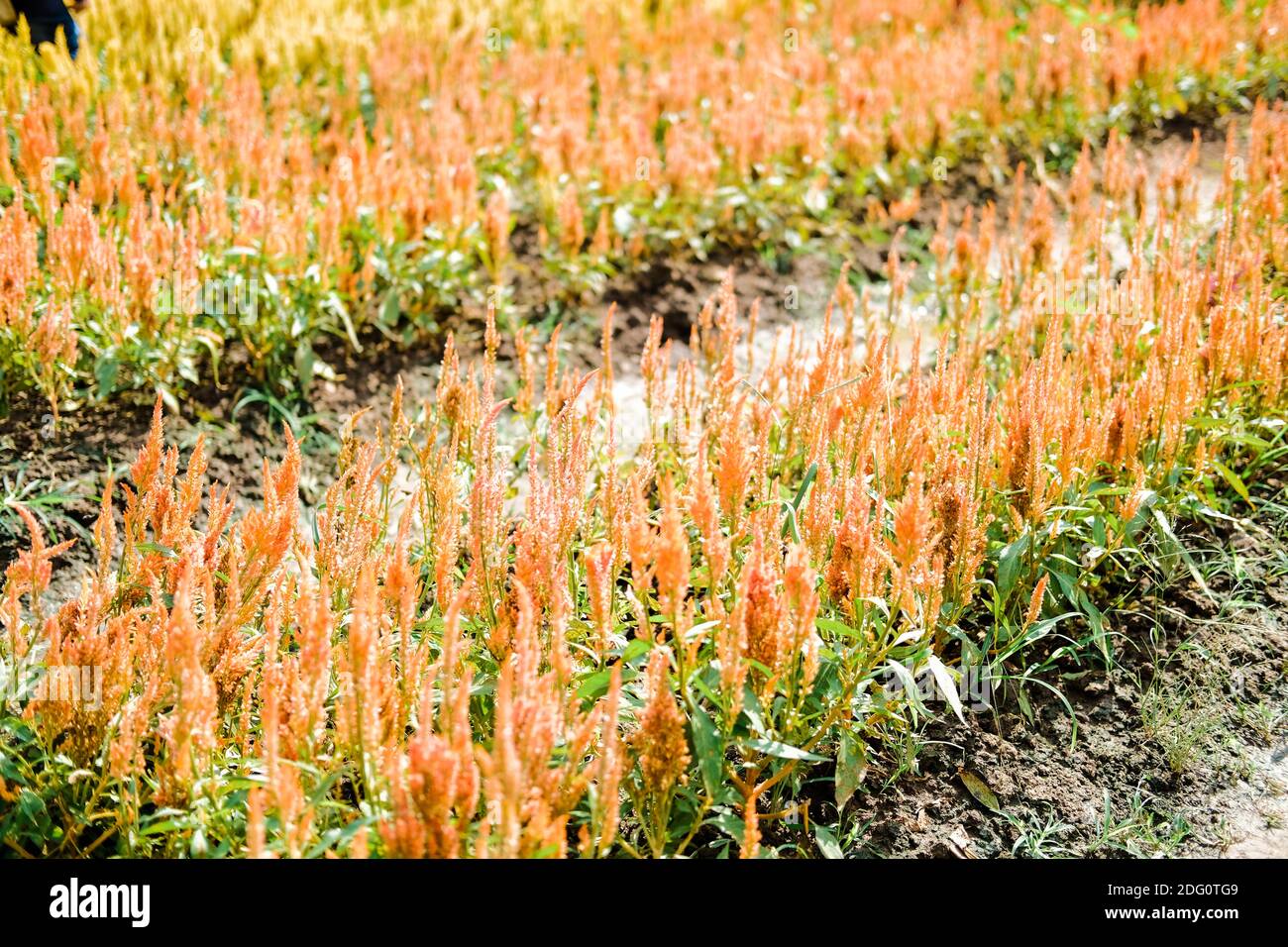 blooming Celosia Plumed cockscomb flower in flora field Stock Photo - Alamy
