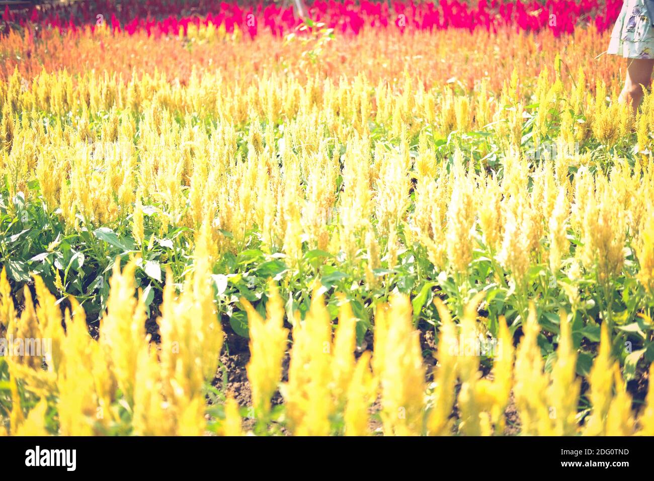 blooming Celosia Plumed cockscomb flower in flora field Stock Photo - Alamy