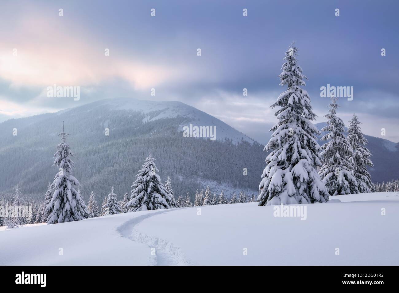 Nature winter scenery. High mountain. On the lawn covered with snow ...