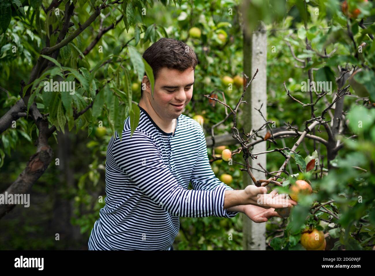 Tree Man Cured Pictures